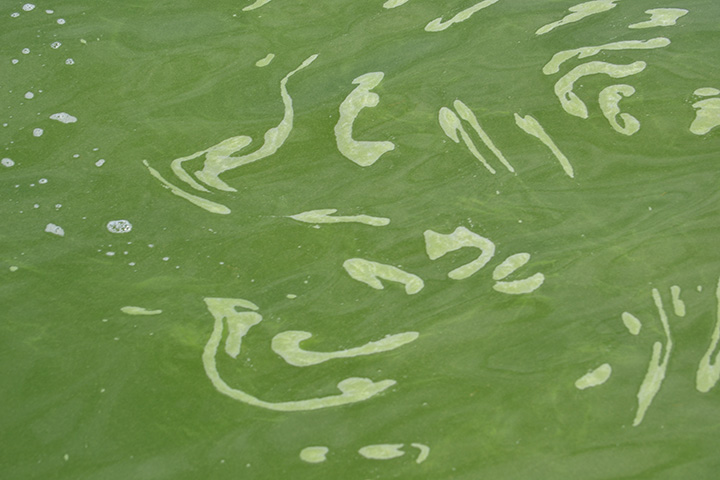 Learn about harmful algal blooms and acidification on Thursday at GLMHC ...